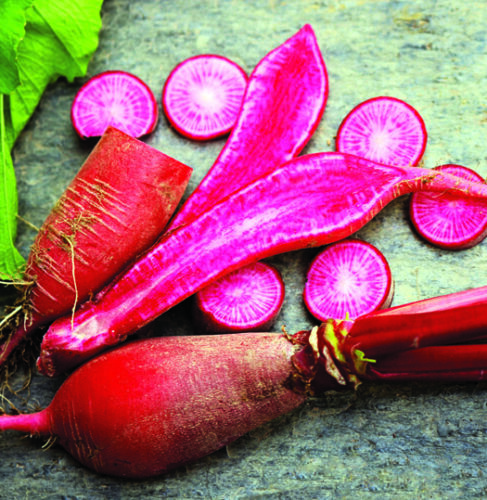 Best Radish Types for Fall - Grit